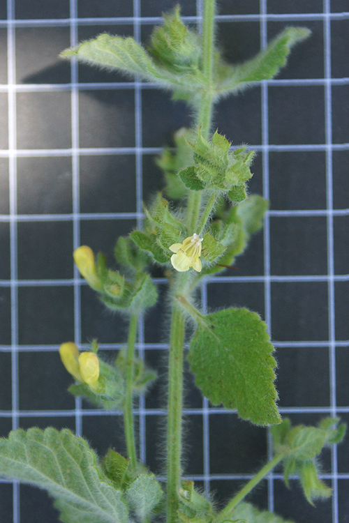 Melissa officinalis ssp. officinalis